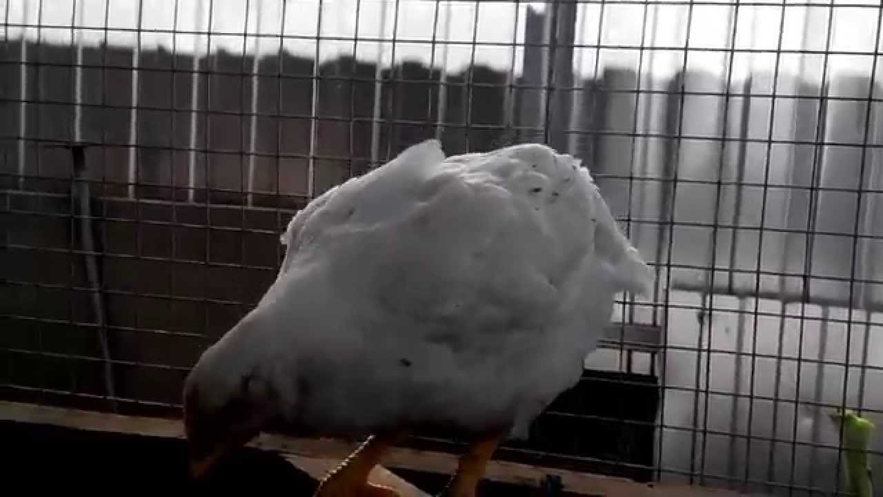 Бройлер "РОСС 308" - 35 дней. Broiler "ROSS 308" - 35th day. - YouTube