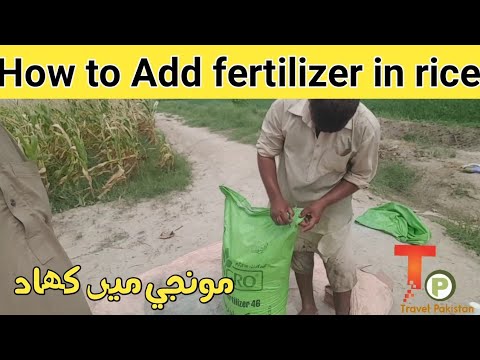How To Add Fertilizer In Rice Crop | Pakistan - YouTube