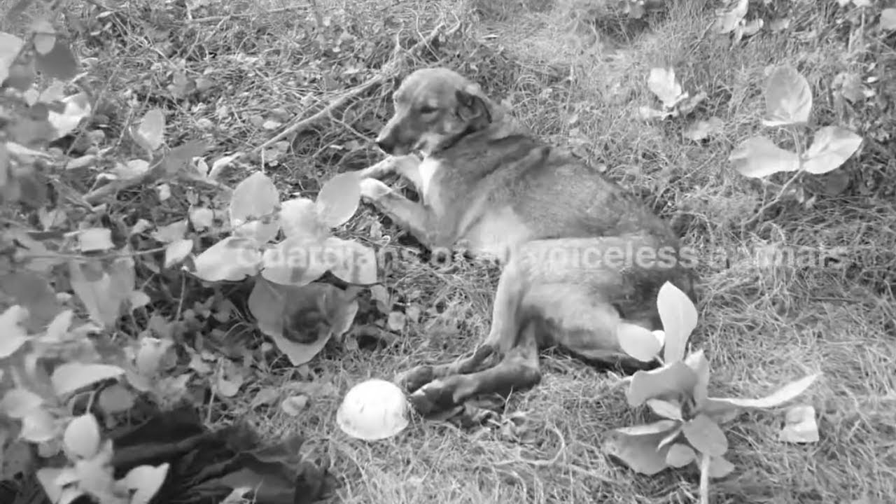 The poor dog was ru.n over by a bus with both of his back legs ble ...