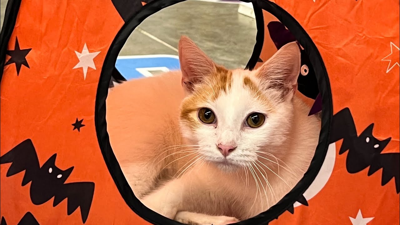Furball Farm Cat Sanctuary is 7 years old!🥳😻🐾 - YouTube
