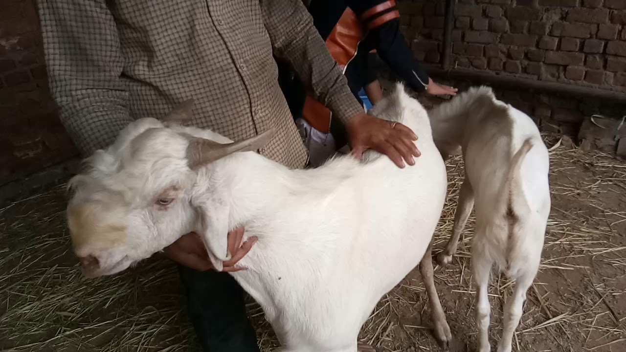 Patira Sojat Goats In Ahmedabad. - YouTube