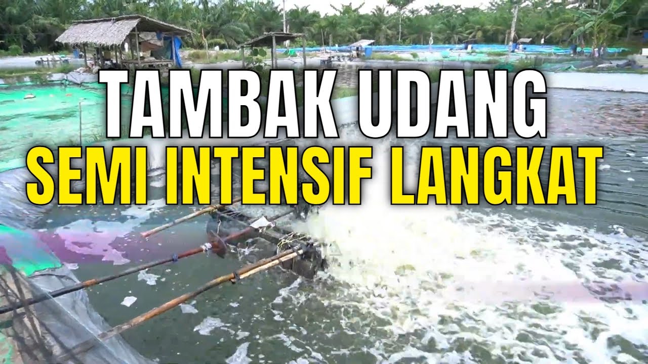 Tambak Udang Semi Intensif di Langkat – Panen Melimpah! - YouTube