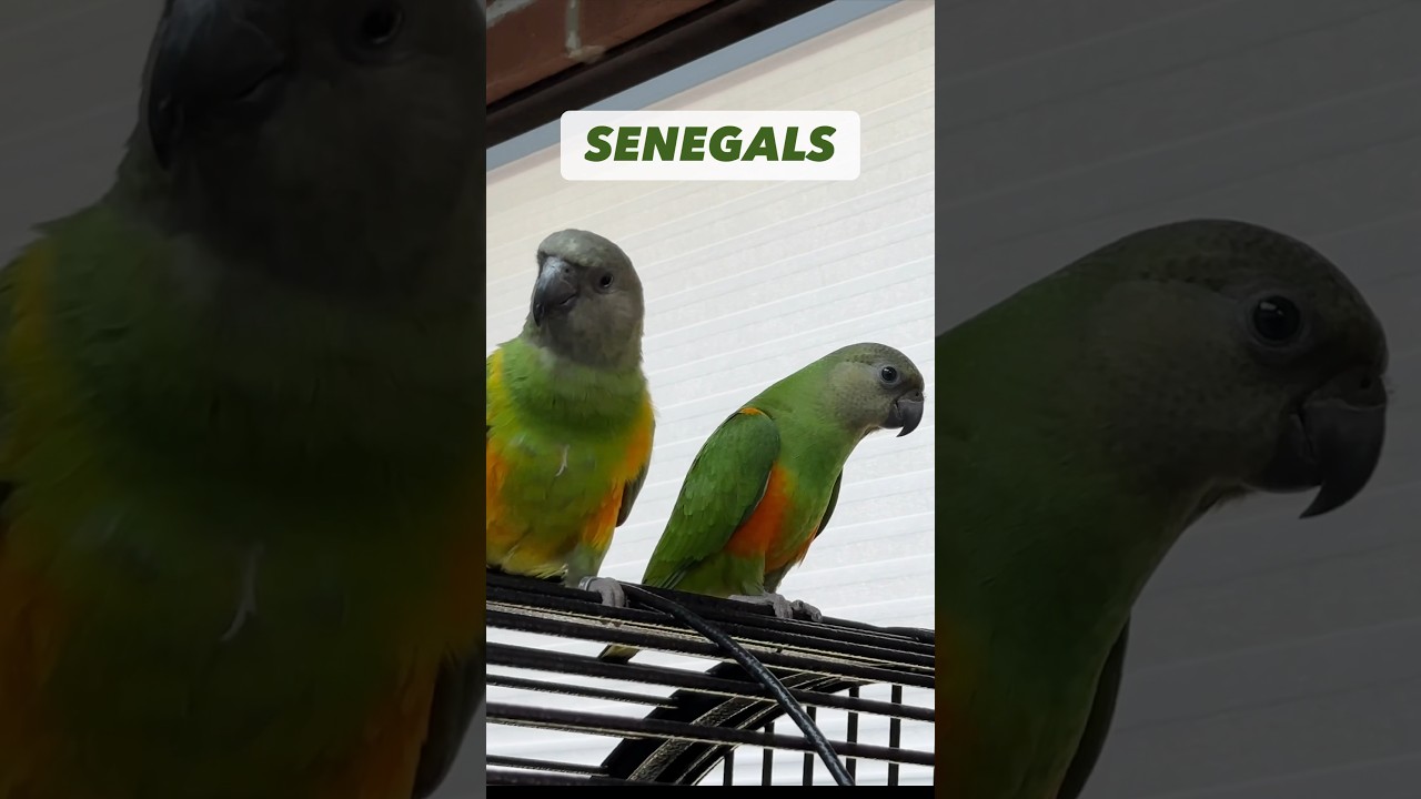 Senegal Parrot Subspecies Different Color Bellies - YouTube