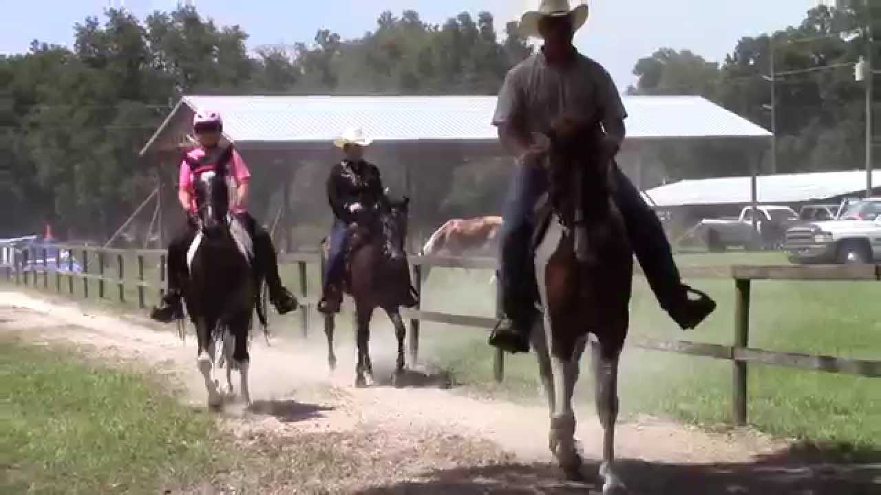 Spotted Saddle Horse- Gaiting Class - YouTube