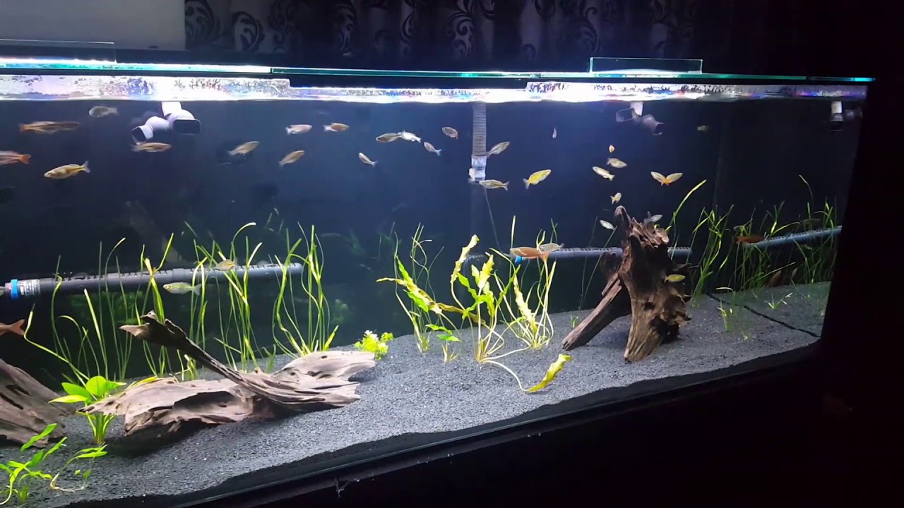 Rainbow fish tank - YouTube