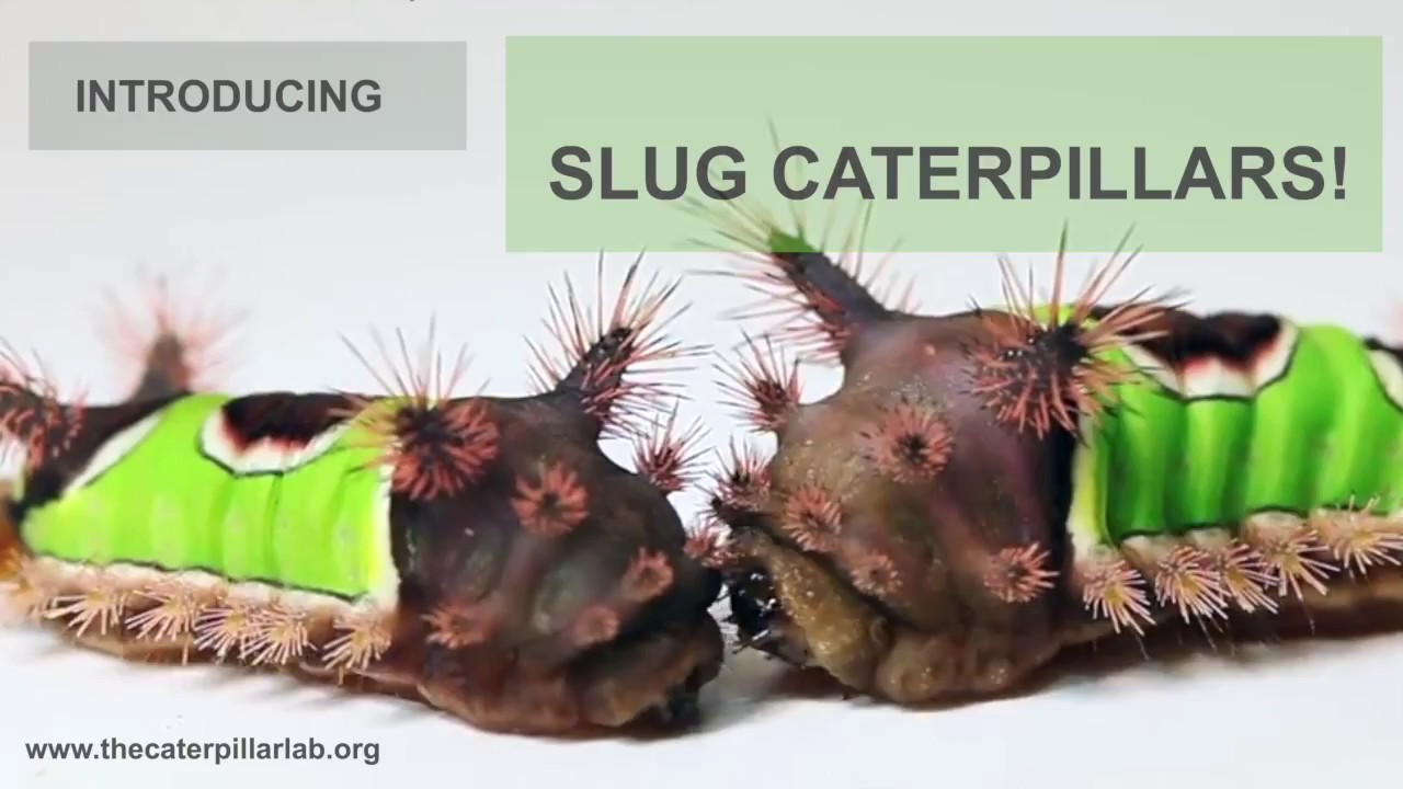Introducing Slug Caterpillars - YouTube