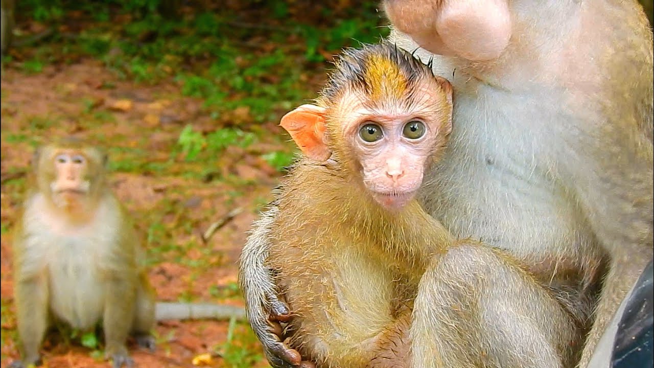 Very pitiful face abandon monkey no name yet, Everyone welcome - YouTube
