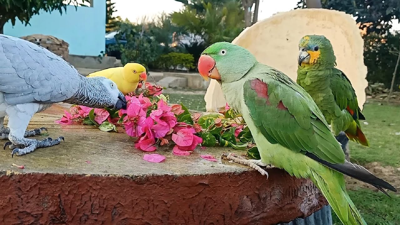 Our Amazing Parrots - YouTube