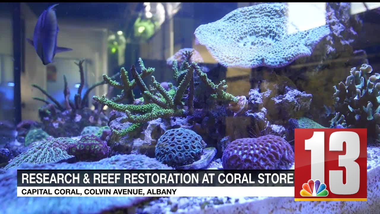 Research and restoration at Albany coral store - YouTube