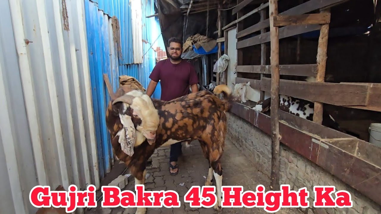 Gujri Bakra 45 Height| Bilal Bhai Sakinaka |9773380774 - YouTube