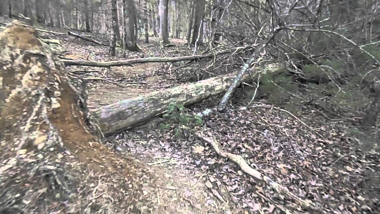 Cades Cove Pearl Harbor Tree at Susan Pittman blog