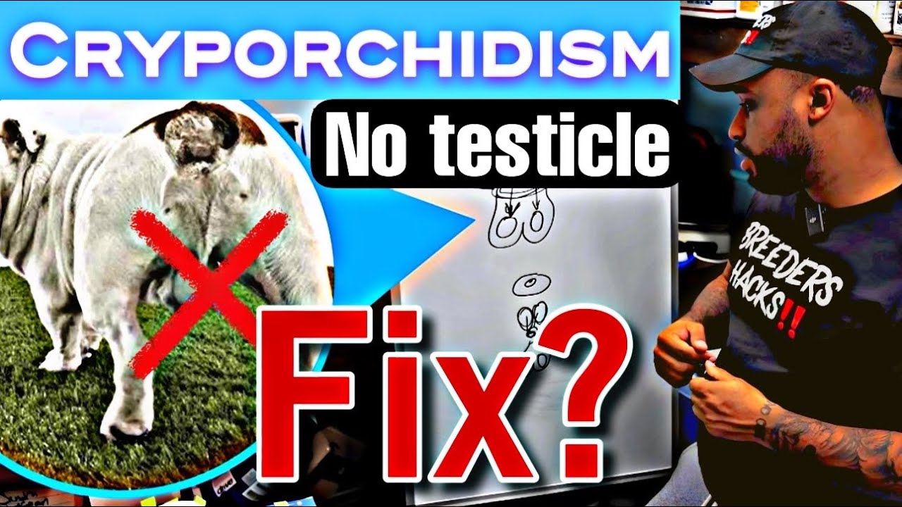 Single or Missing Testicles in dogs; Cryptorchidism: How we deal with ...