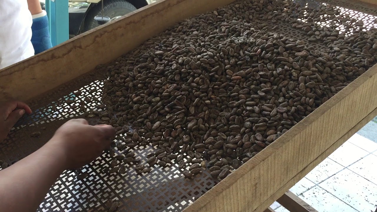 Sorting cacao beans - Learn how cacaoteros do it! - YouTube