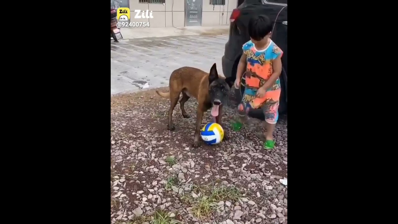 a dog saving a child🙏 - YouTube