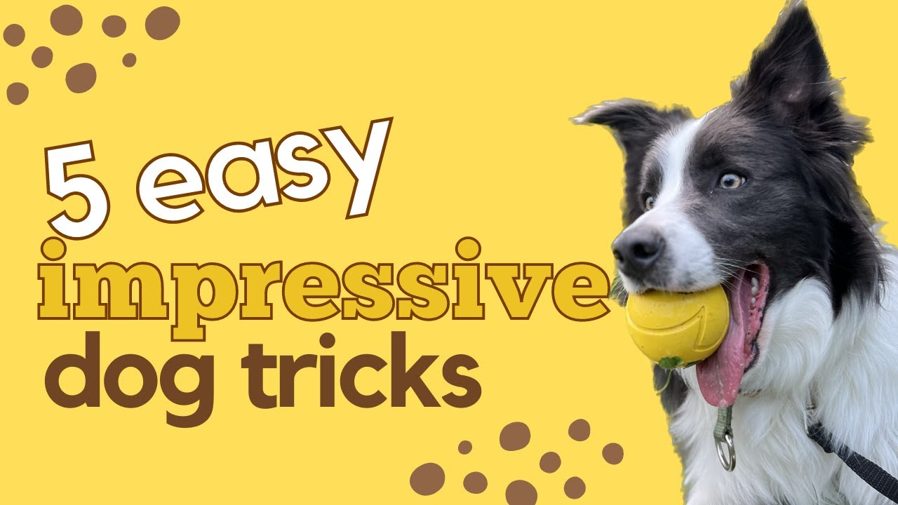 5 impressive dog tricks - YouTube