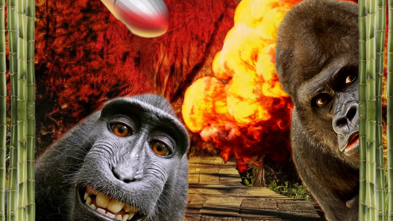 MONKEY.WAV 4: ISOLATED MONKEY DANCE MOMENT - YouTube