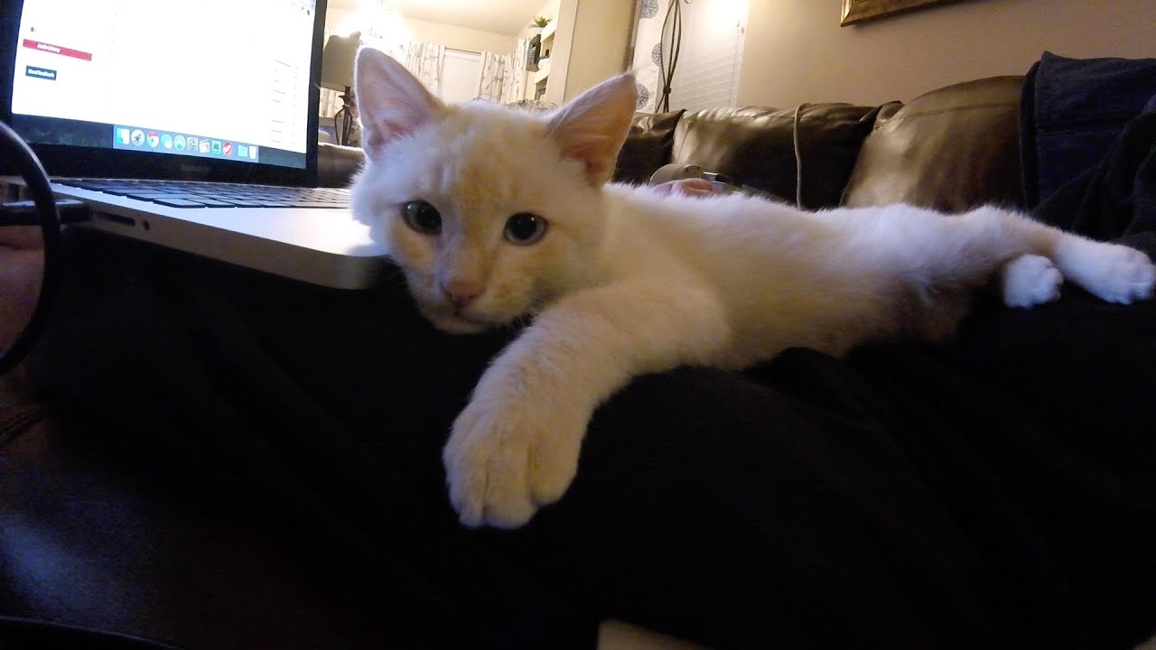 Frozen Kitten Finds New Best Friend - YouTube