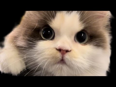 Emma Muslimcat jatuh dari lantai dua Memes kucing part 4 # ...