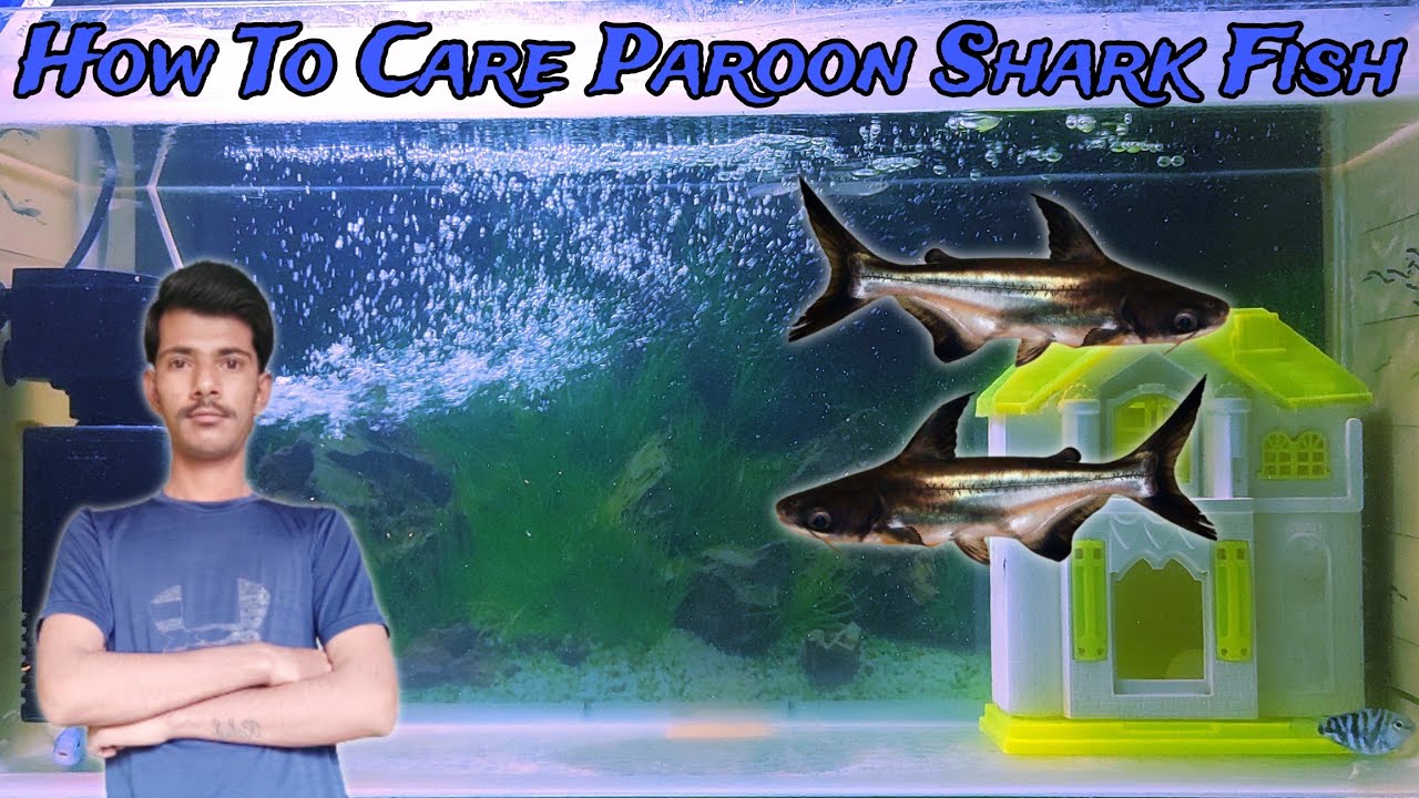 How To Care Paroon Shark Fish 🦈 In Gujrati #viralvideo #shark #fishpond ...