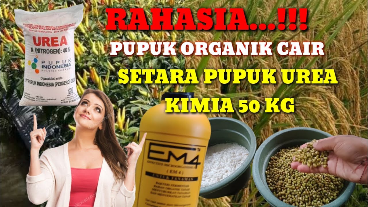 cara membuat pupuk urea organik cair - YouTube
