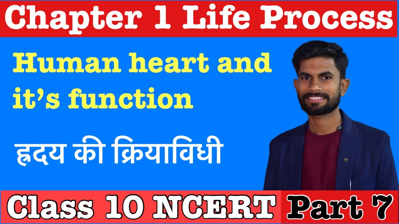 Human heart class 10 | Class 10 human heart in hindi | function of ...