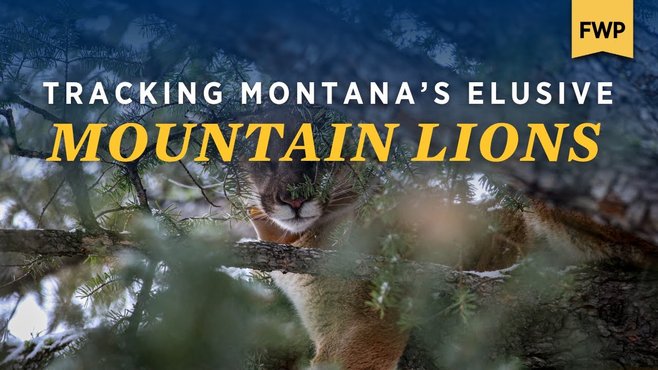 Mountain Lion Research in Southwestern Montana - YouTube
