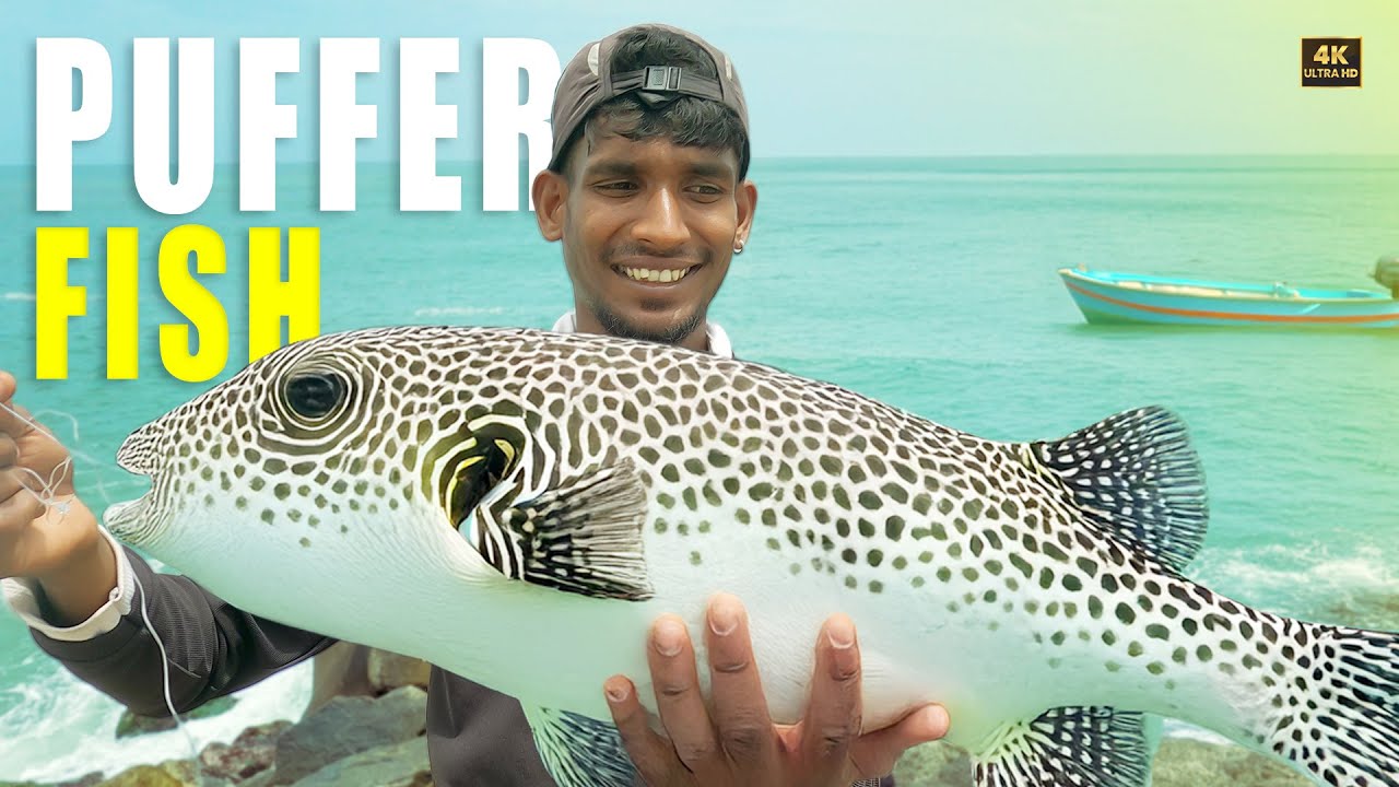 ചൂണ്ടയിൽ കിട്ടിയPUFFER FISH|നീണ്ടകര FISHING|MUKKUVANZ - YouTube
