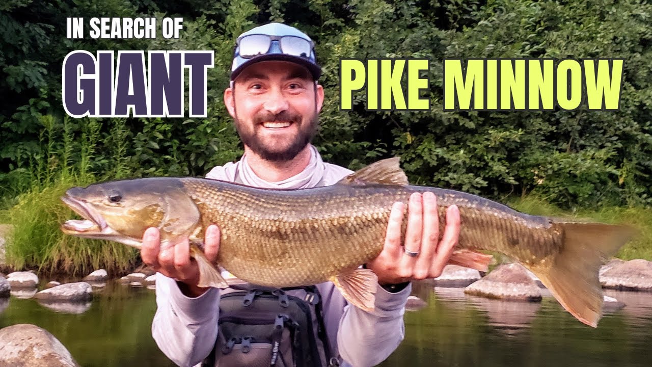 World Record Pike Minnow? Watch this! - YouTube