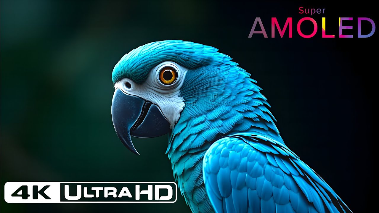 QLED Demo HDR 4K ULTRA Vision the Deep color || Super AMOLED Demo 4k HD ...