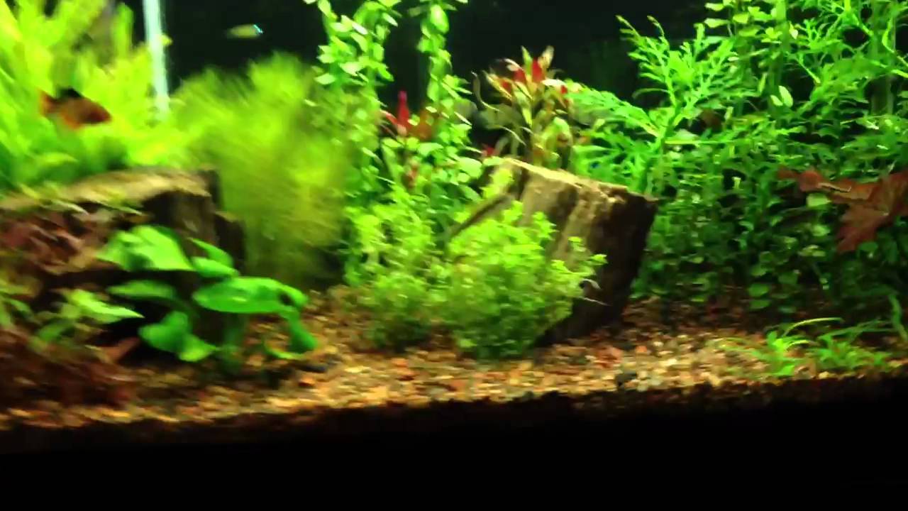 Tour of the 38 Gallon Aquarium - YouTube