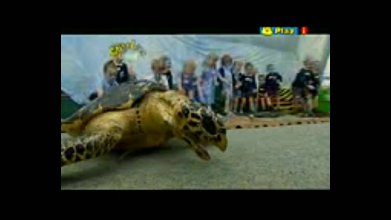 TIKABILLA Diggers Jobs And Animals In Hot Climates Part 2 in 2 - YouTube