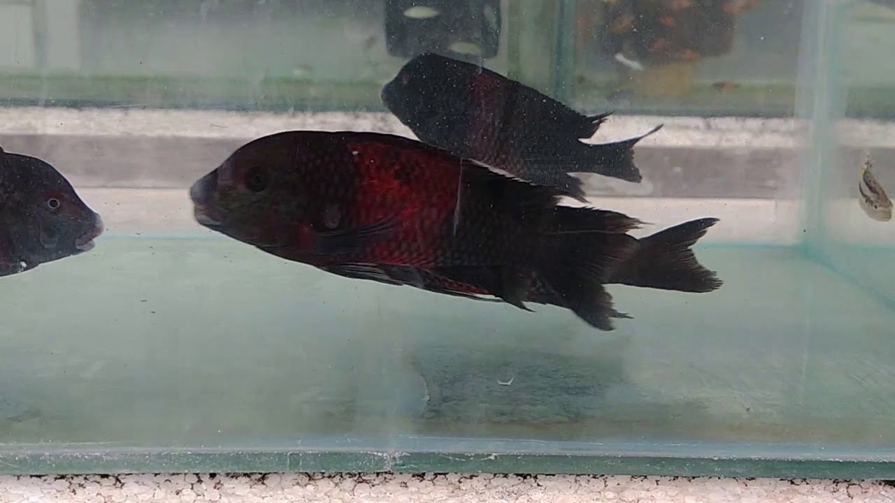 TROPHEUS MOORII BEMBA RED - YouTube
