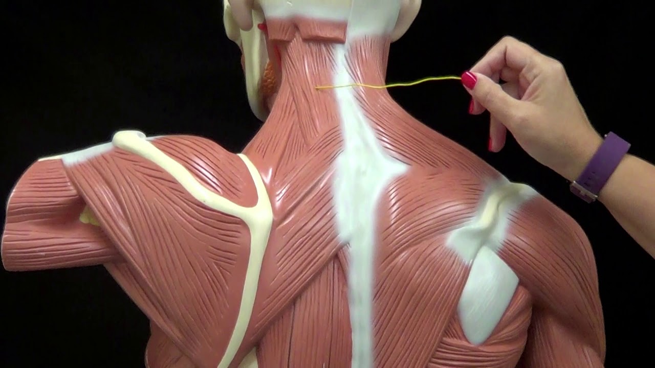 Module 9 Video Exercise 19 Axial Skeleton - Muscles of the back - YouTube
