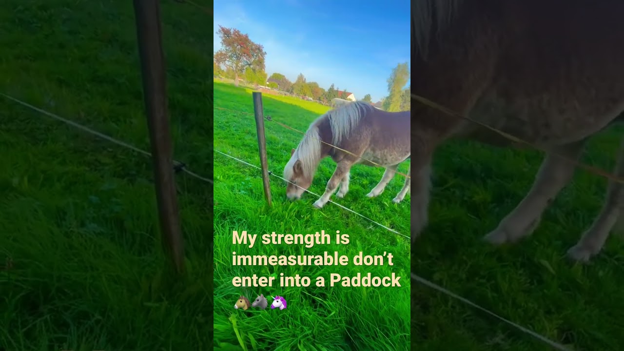 My strength is immeasurable don’t enter into a Paddock🦄#horse #shorts # ...