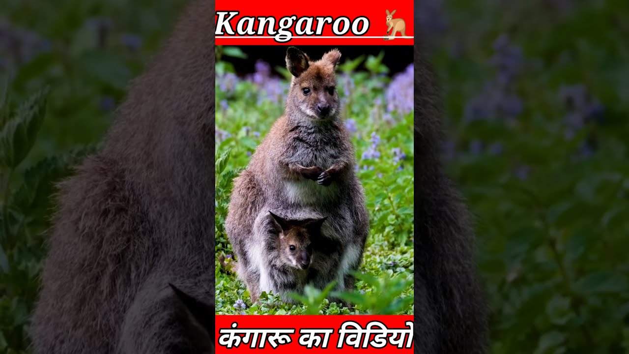 कंगारु के बारे में रोचक जानकारी | Kangaroo Facts | Animals Video ...