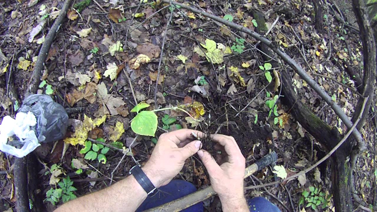 wildcrafting: Beth root or Purple Trillium digging - YouTube