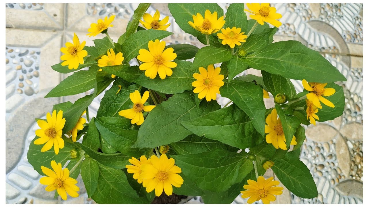 Cara Menanam Bunga Kolget | Bunga Matahari Mini | Bunga Butter Daisy ...