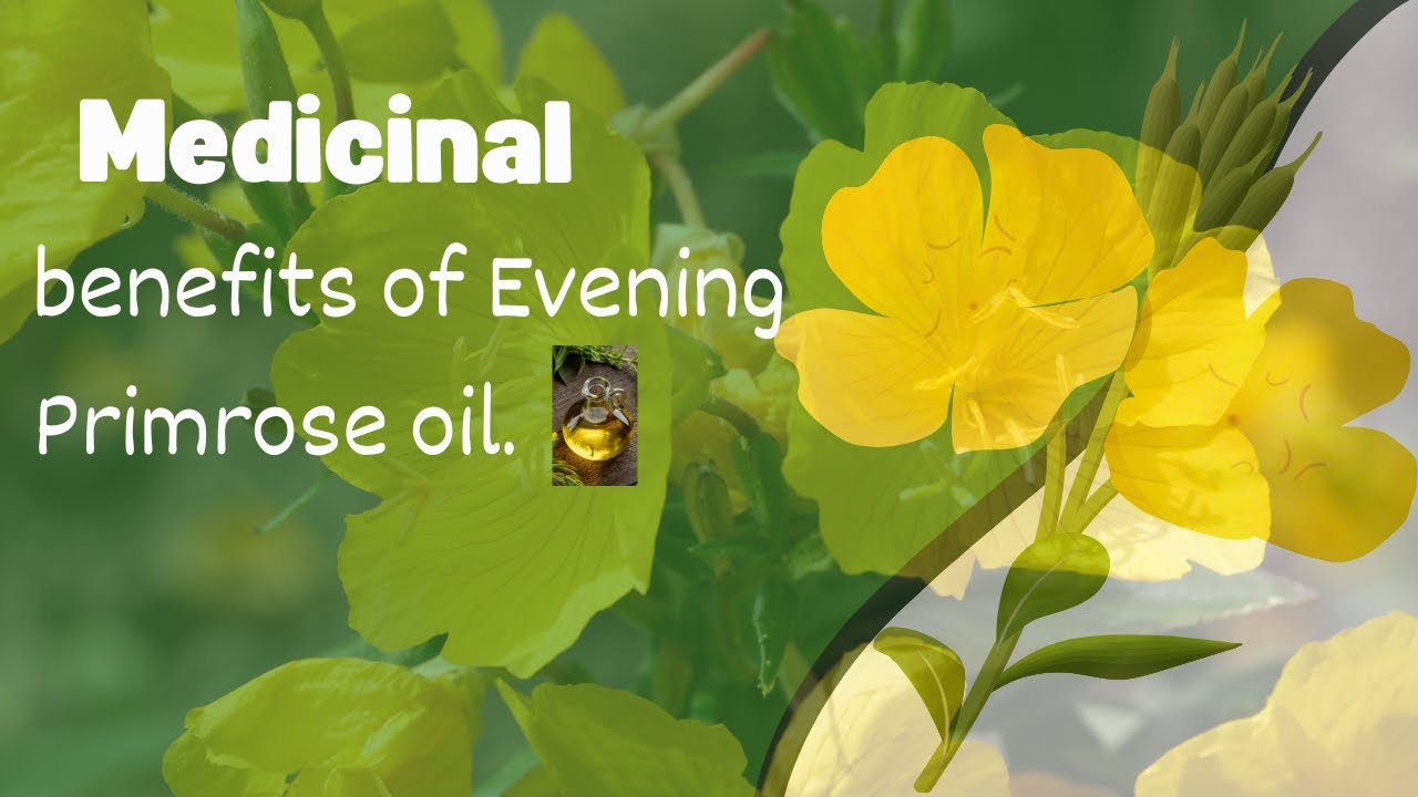Medicinal Benefits Of Evening Primrose oil. - YouTube