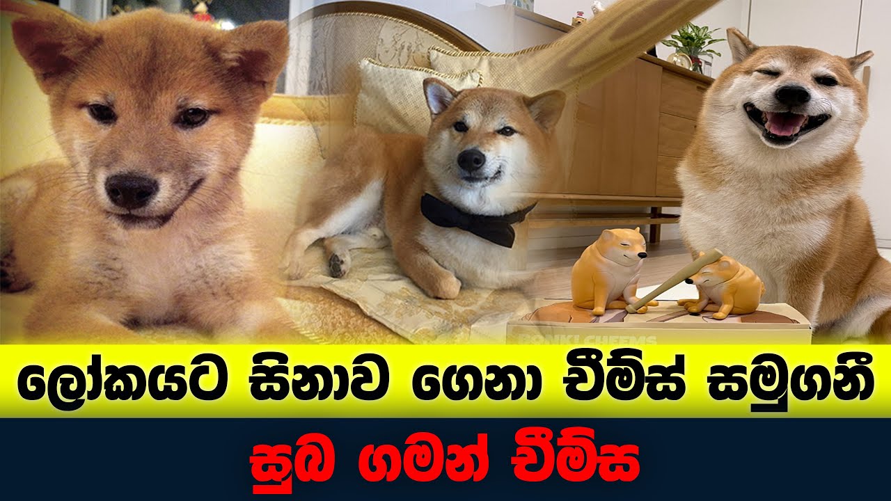 සුබ ගමන් චීම්ස් | Good bye cheems | King & Queen - YouTube