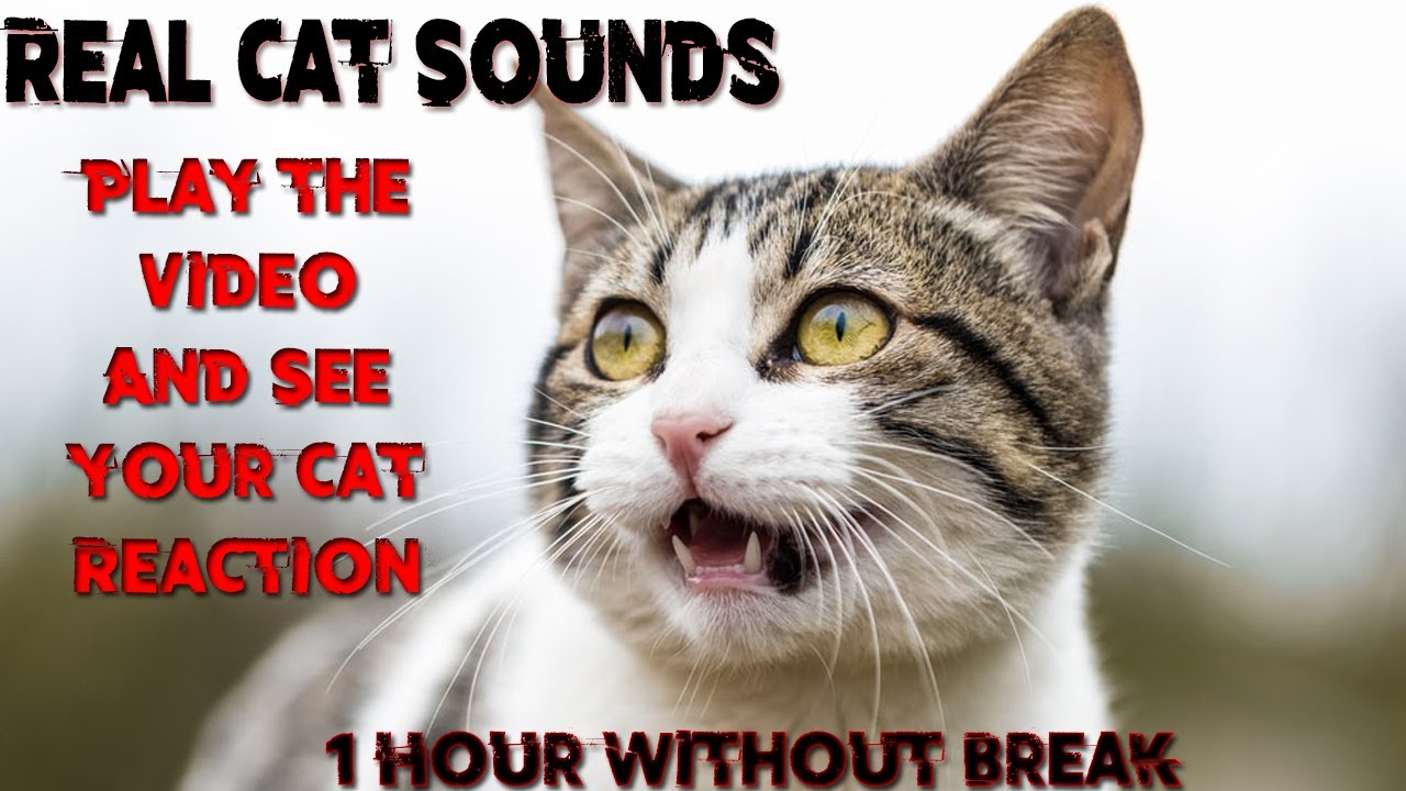 Real Cat Meowing Sound for 1 Hour - See your Cat Reaction - YouTube