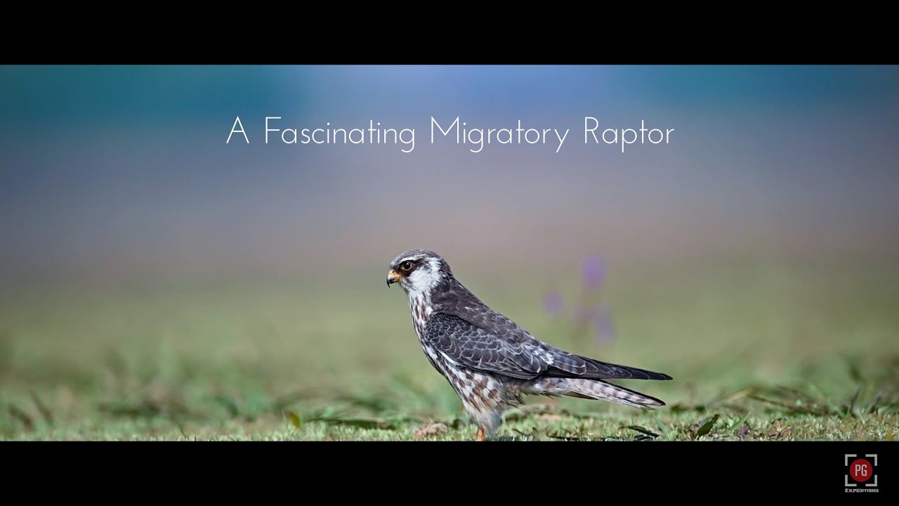 A Fascinating Migratory Raptor ..... - YouTube