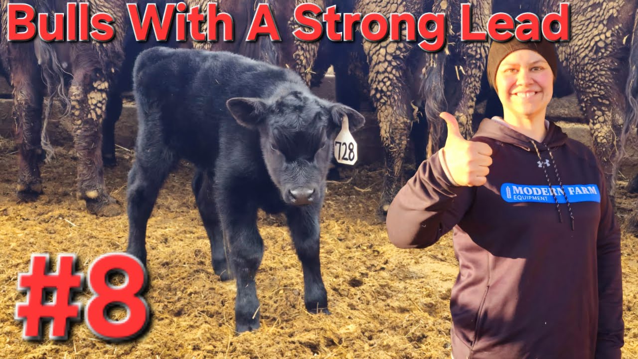 Bulls Vs. Heifers? - YouTube