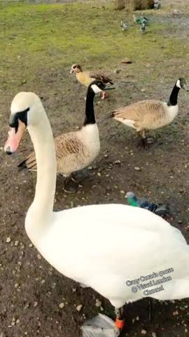 Canada goose goes crazy: the bird screams at the top of its lungs - YouTube