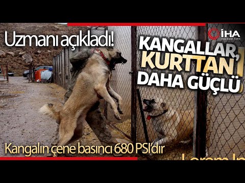 Uzmanı 'Kangal Mı Kurt Mu' Tartışmasına Son Noktayı Koydu