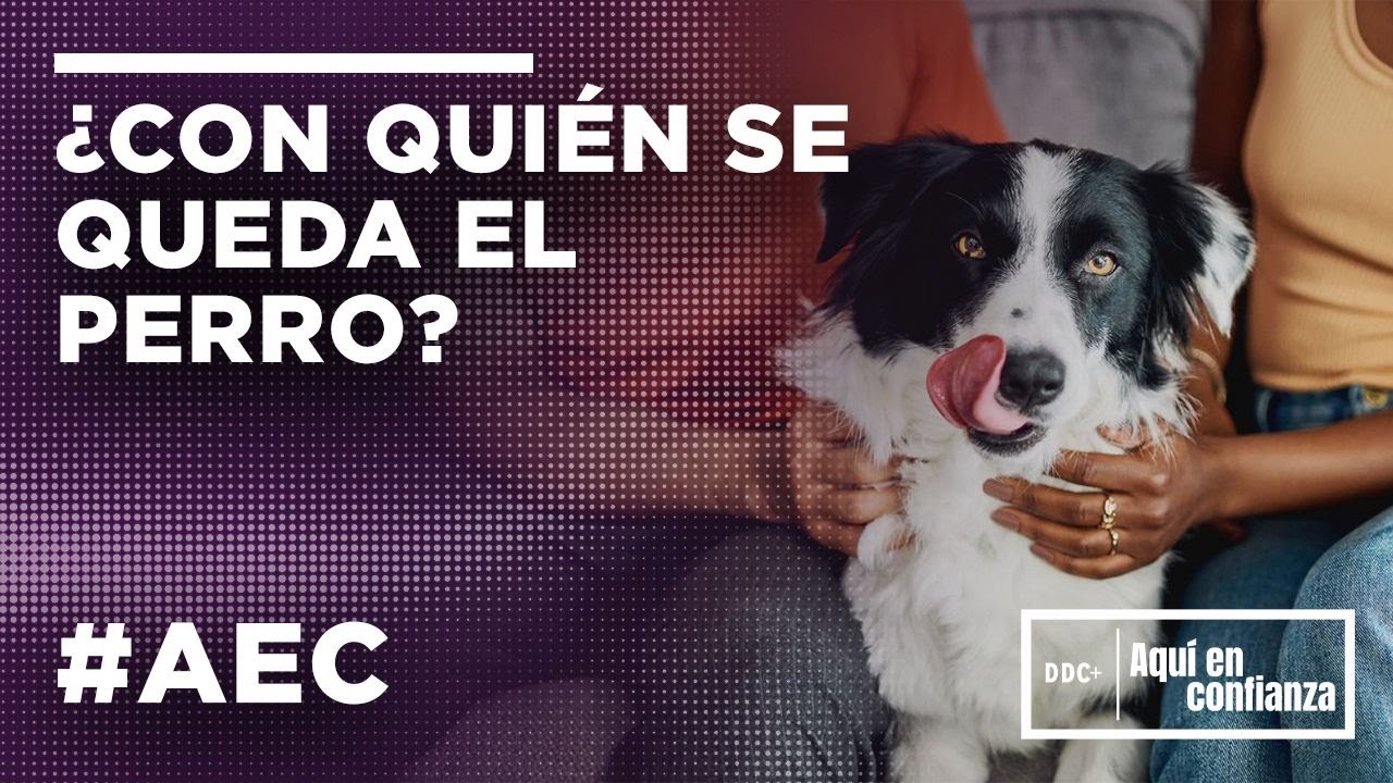 ¿Con quién se queda el perro? | #AeC - YouTube