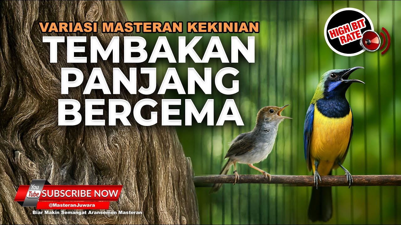 🔴 Live Tembakan Berkelas Panjang Prenjak Tir Gacor vs Cucak Cungkok ...