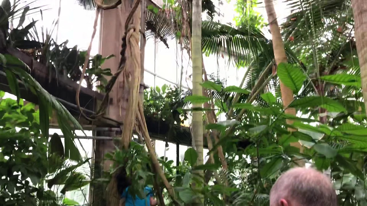 Banisteriopsis caapi - vine of the soul - YouTube