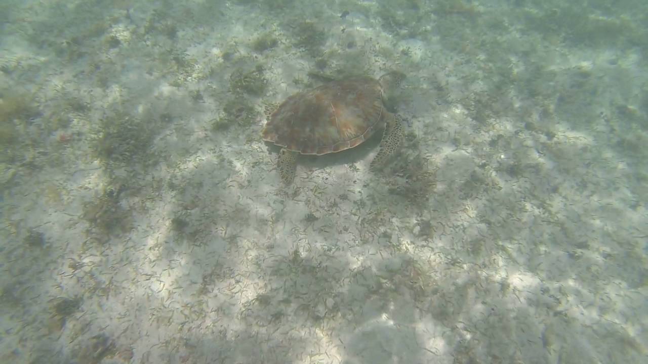 Turtle at Maho Bay, St. John, US Virgin Islands - July 2016 - YouTube