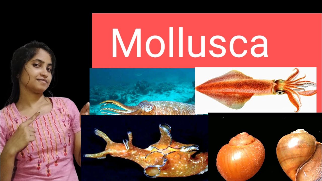 Important NCERT points of Mollusca for quick revision - YouTube
