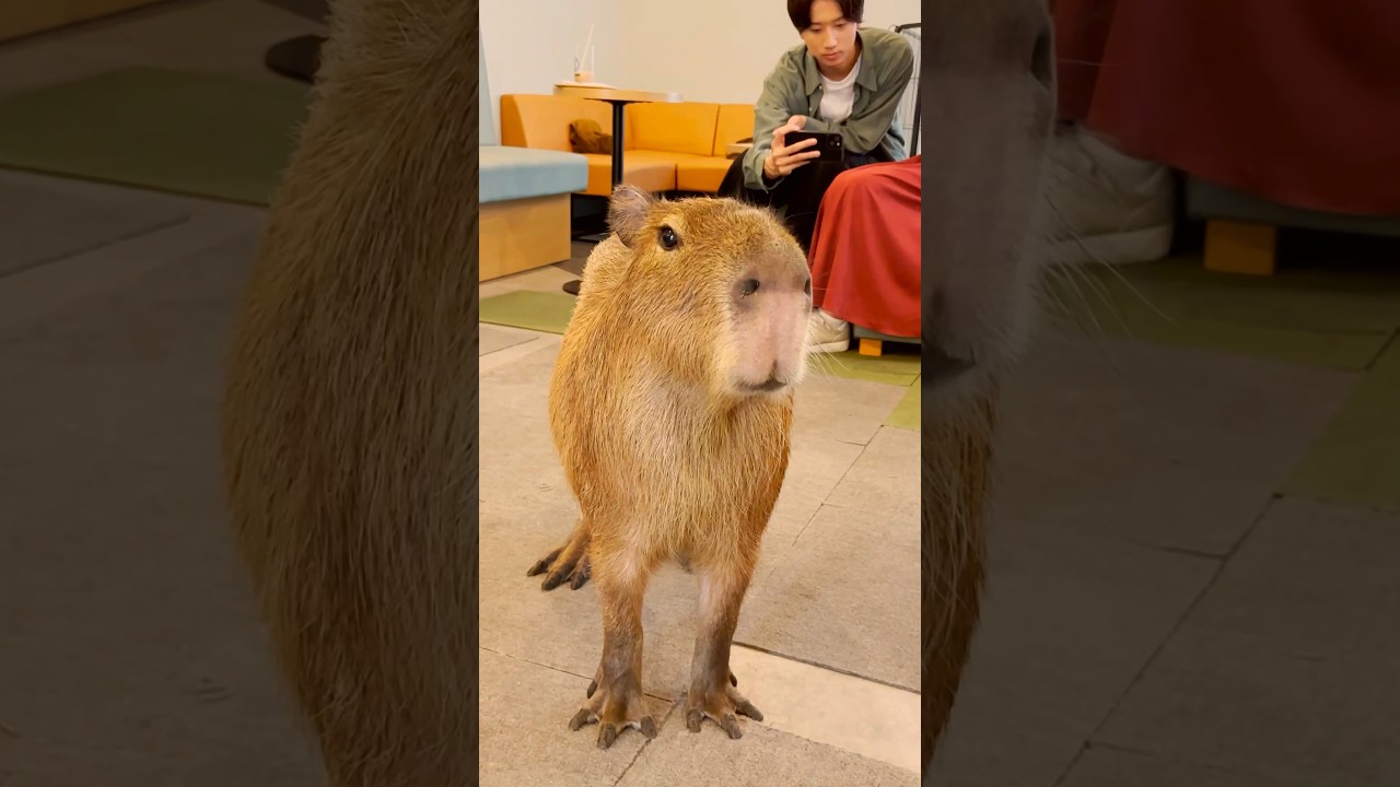 Capybara Cafe in Tokyo - YouTube